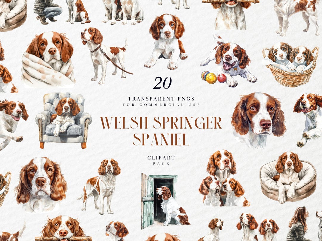 Watercolor Welsh Springer Spaniel Clipart, Red White Floppy-eared Dog ...