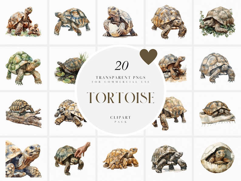 Watercolor Tortoise Clipart, Realistic Reptile Tortoises, Pet, Leopard ...
