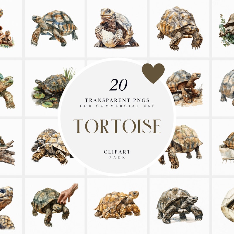 Tortoise Educational Art - Etsy UK