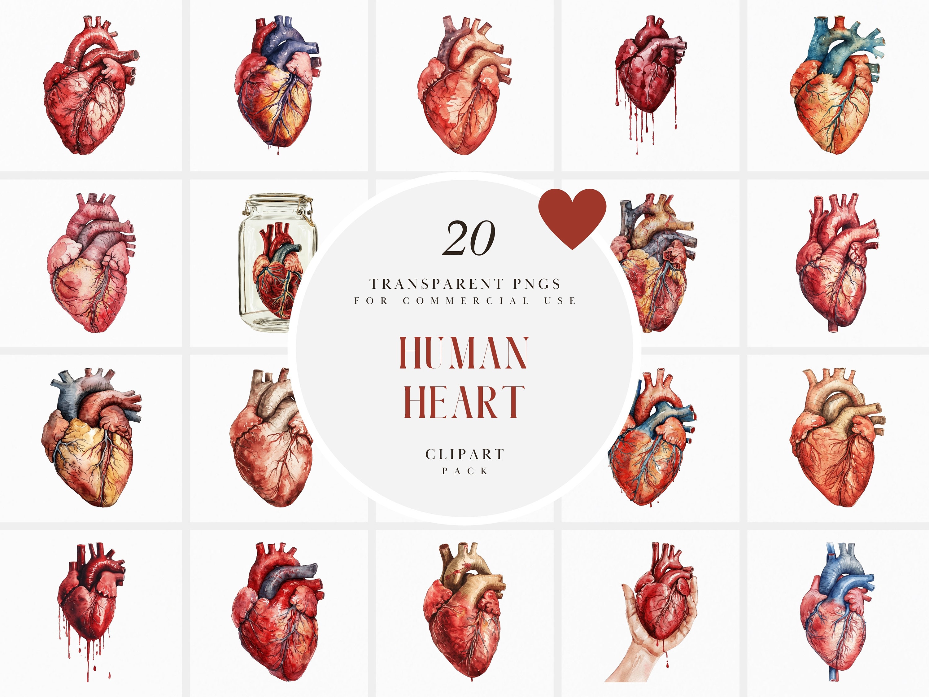 Watercolor Human Heart Clipart, Human Anatomy, Organs, Anatomical ...