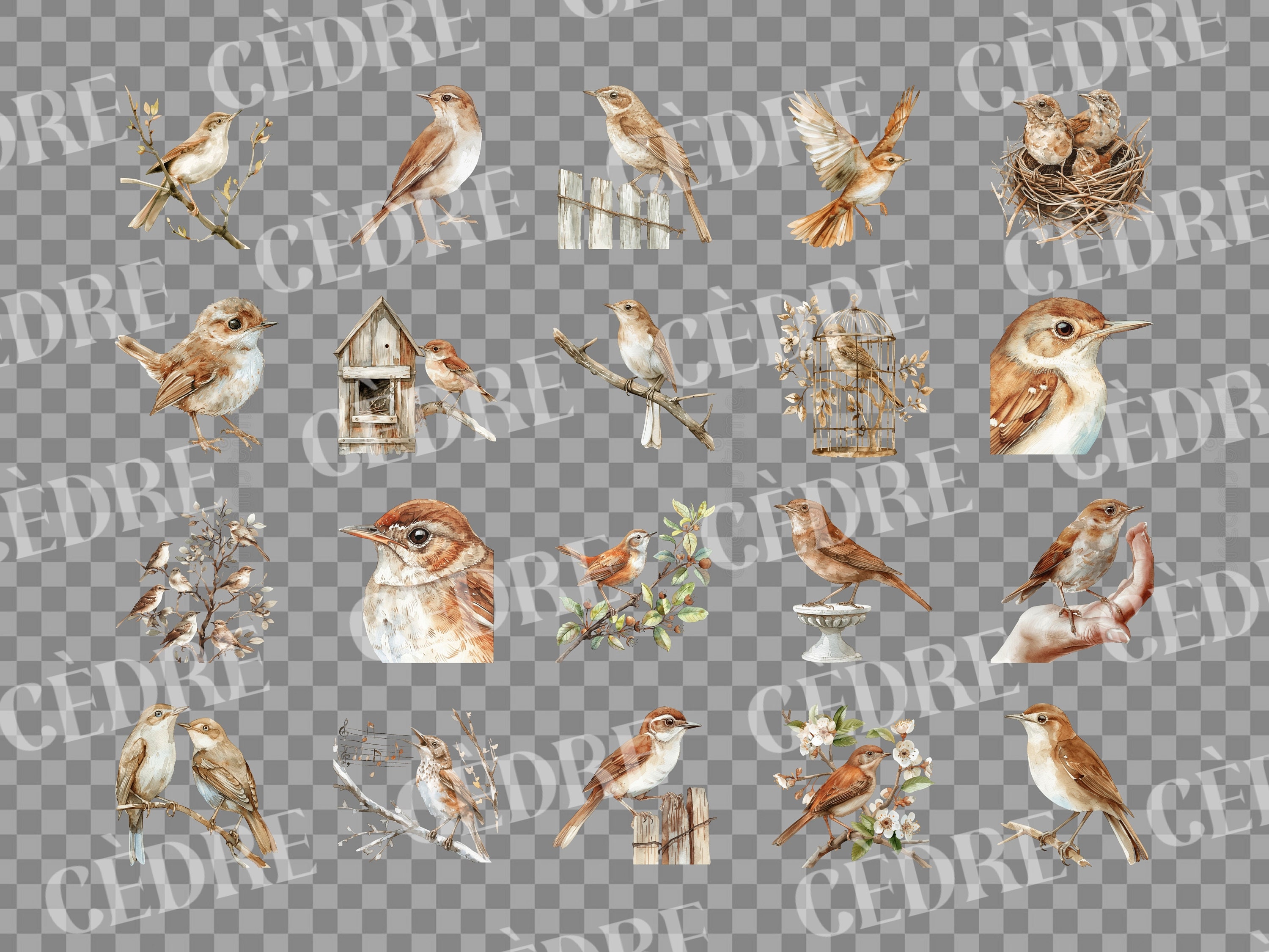 Watercolor Common Nightingale Clipart, Baby Nightingale Bird, Singing ...