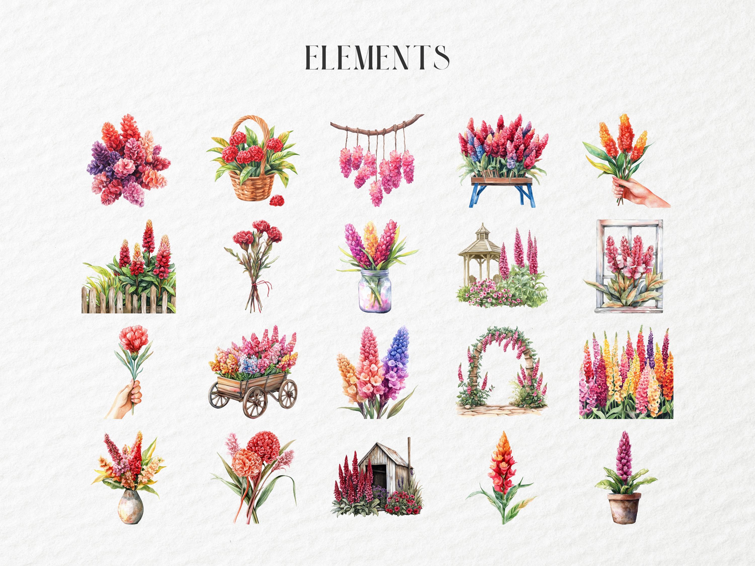 Watercolor Cockscomb Flowers Clipart, Celosia Botanical Bloom Garden ...