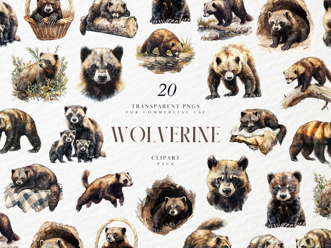Watercolor Wolverine Clipart, Gulo Gulo, Realistic Wolverines, Wildlife ...