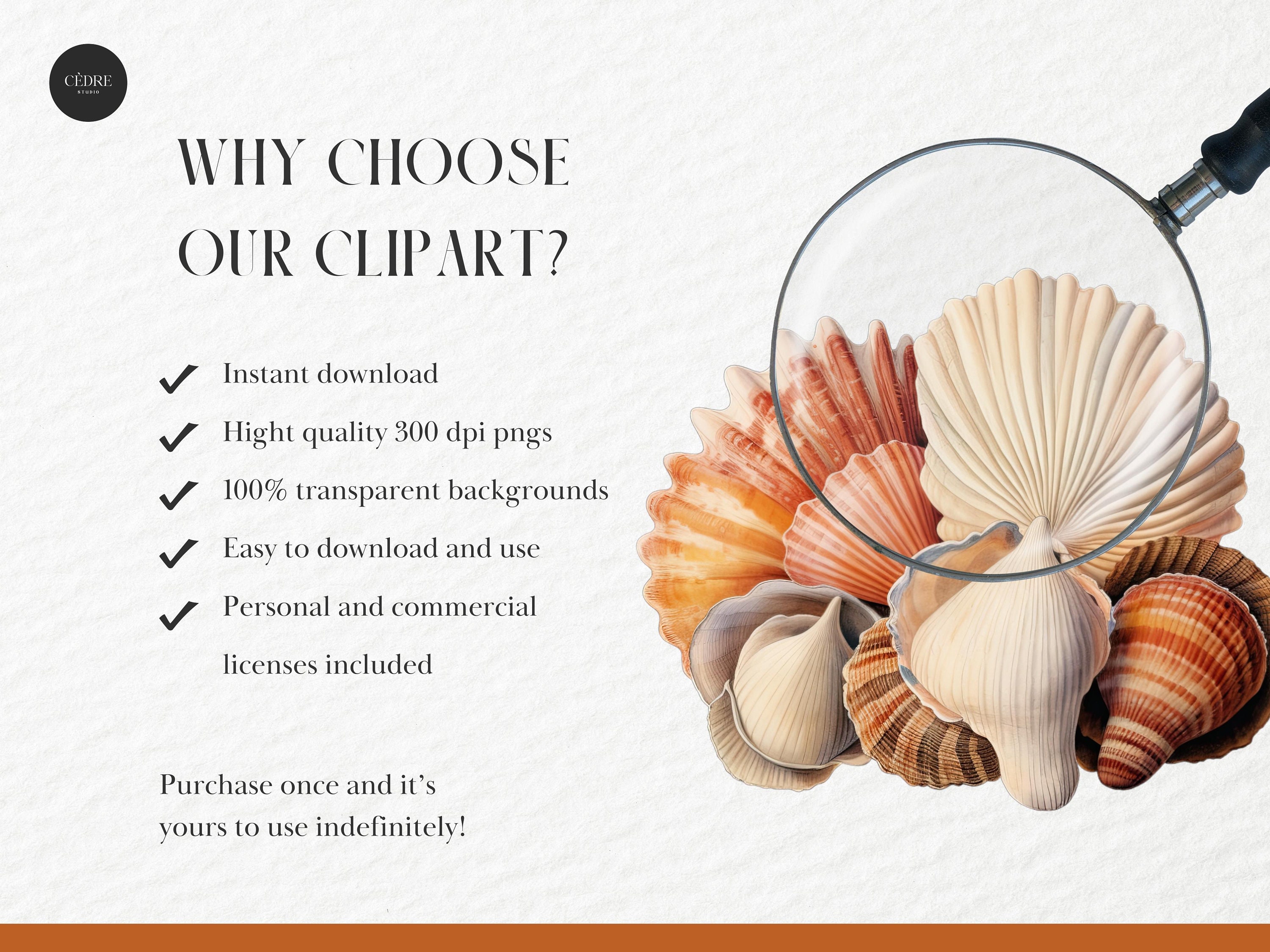 Watercolor Seashells Clipart, Mollusk Shellfish Clipart, Beach Starfish ...