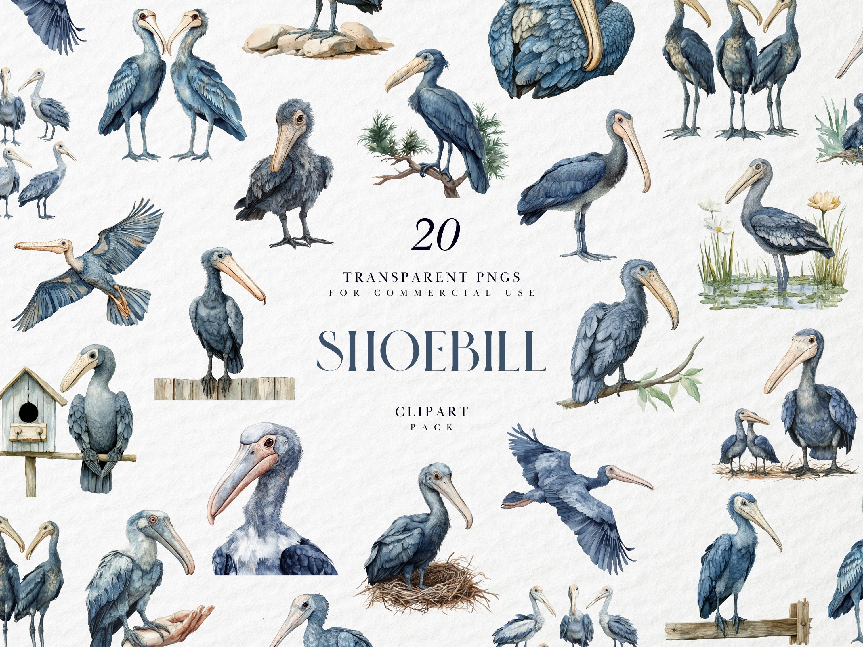 Watercolor Shoebill Clipart, Whale Headed Stork, Exotic Birds, Wildlife ...