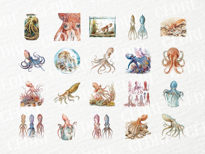 Watercolor Squid Clipart, Sea Life Squid Clipart, Squids Clipart, Under ...