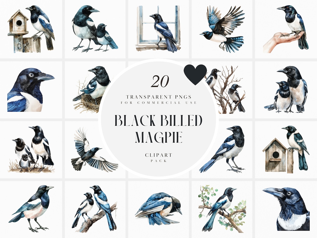 Watercolor Black Billed Magpie Clipart, Flying Magpie Birds Clipart ...