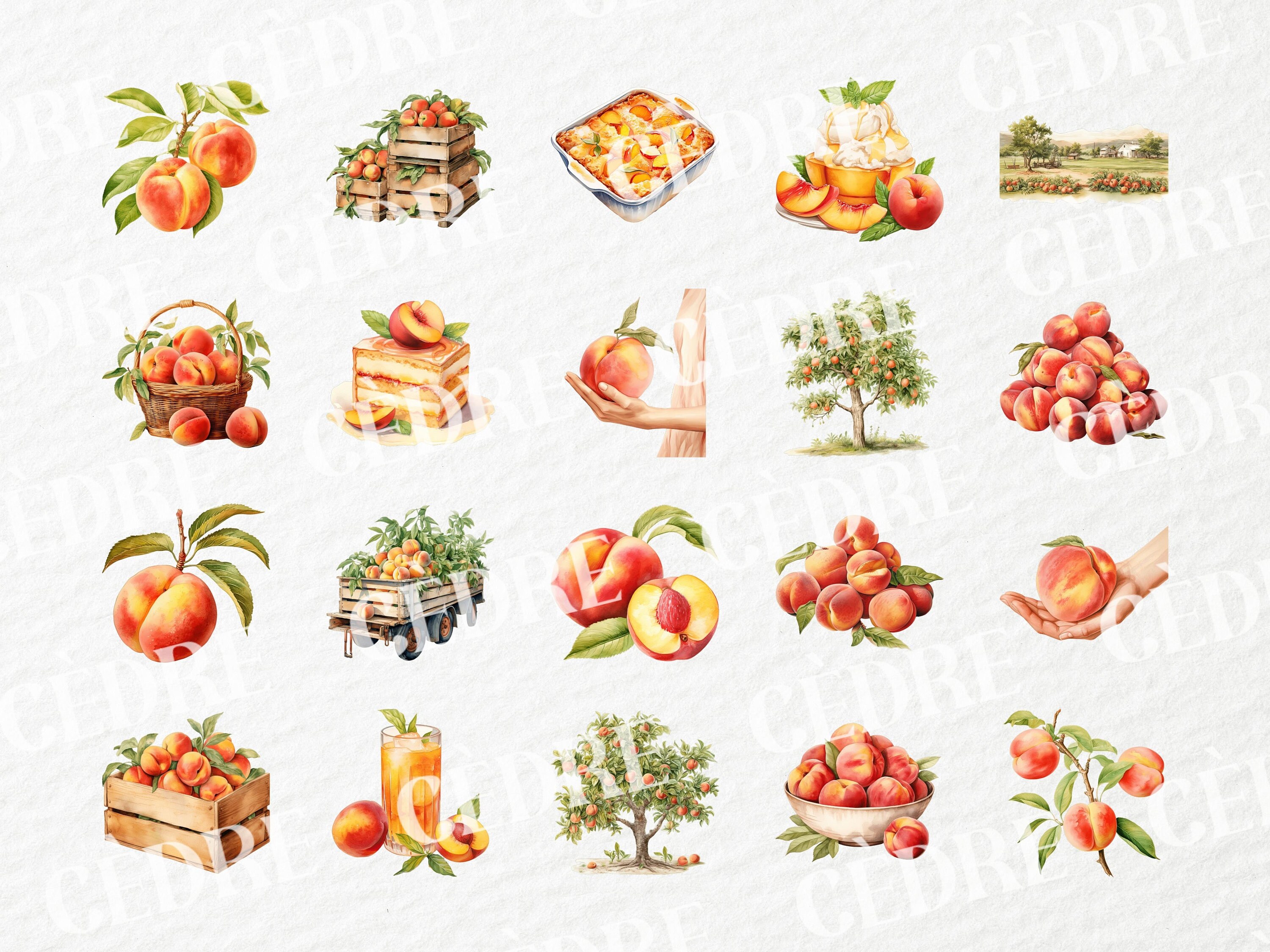 Watercolor Peaches Clipart Peach Clipart Fresh Peach Fruit - Etsy