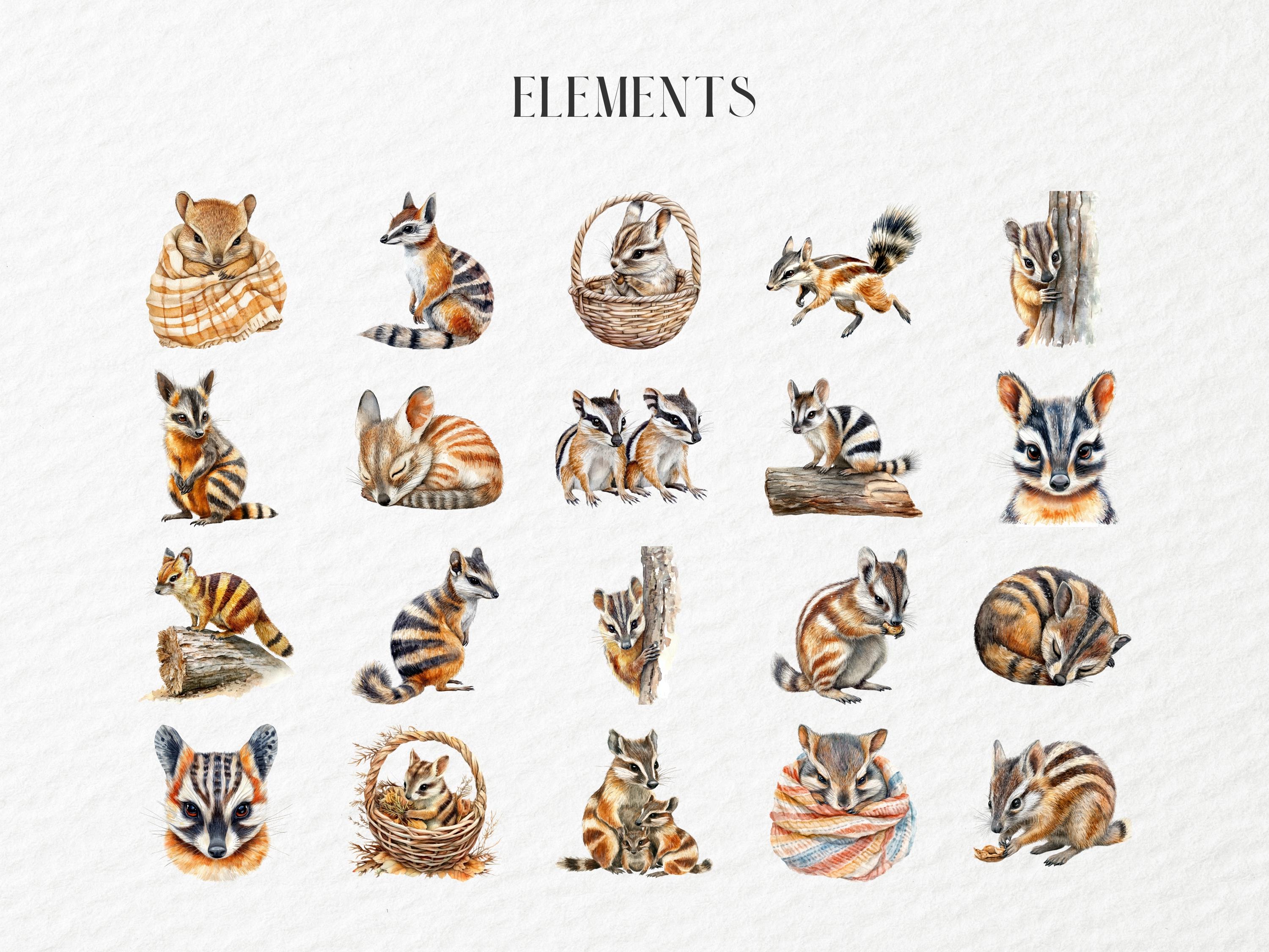 Watercolor Realistic Numbat Clipart, Numbats, Australian Fauna ...