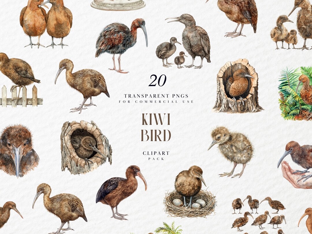 Watercolor Kiwi Bird Clipart, Flightless Birds, New Zealand Wildlife ...