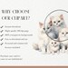 Watercolor White Cat Clipart, Cute White Cats Clipart, White Kittens ...