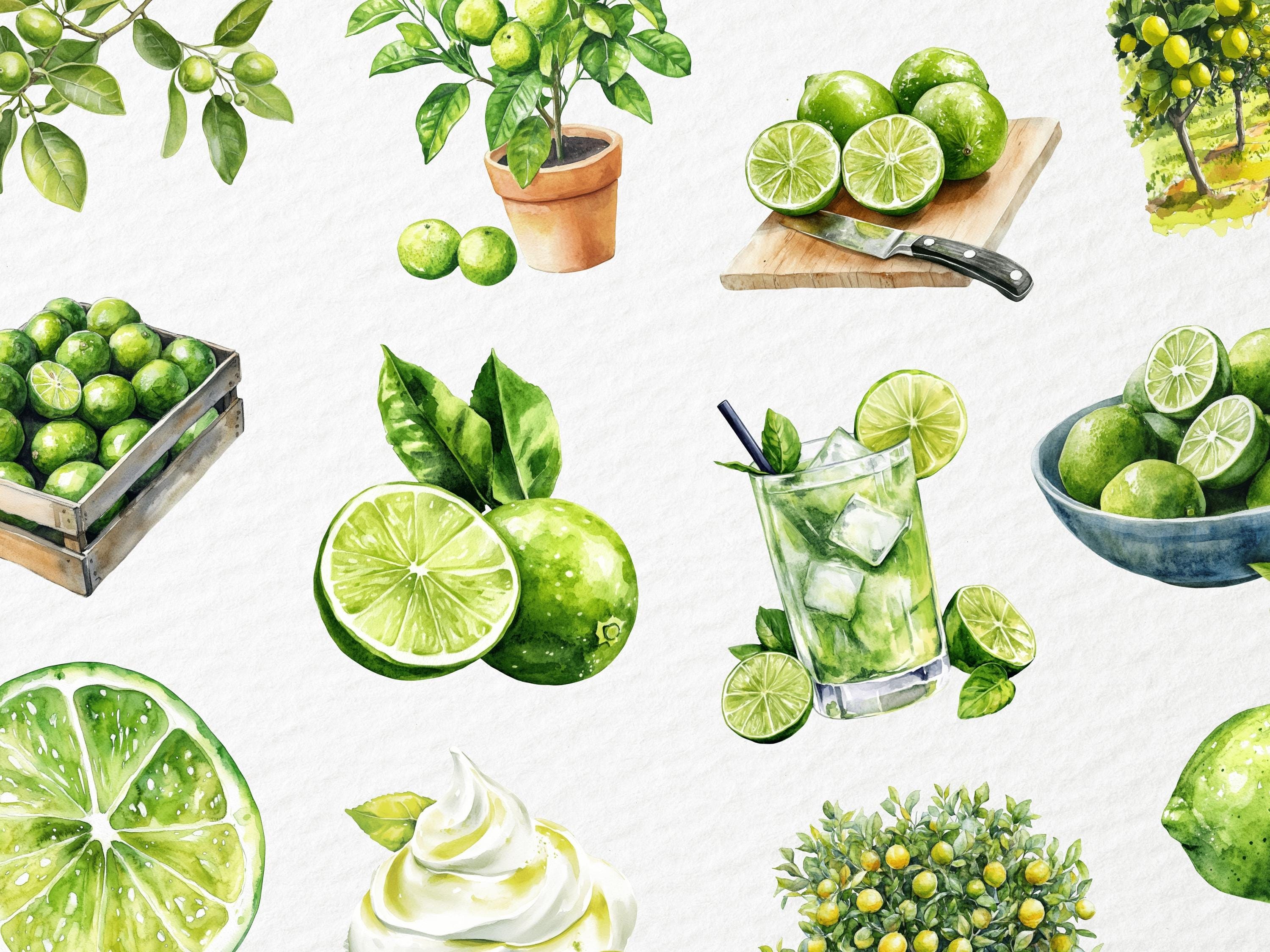 Watercolor Key Lime Clipart, Green Limes, Citrus Fruit, Summer, Slice ...