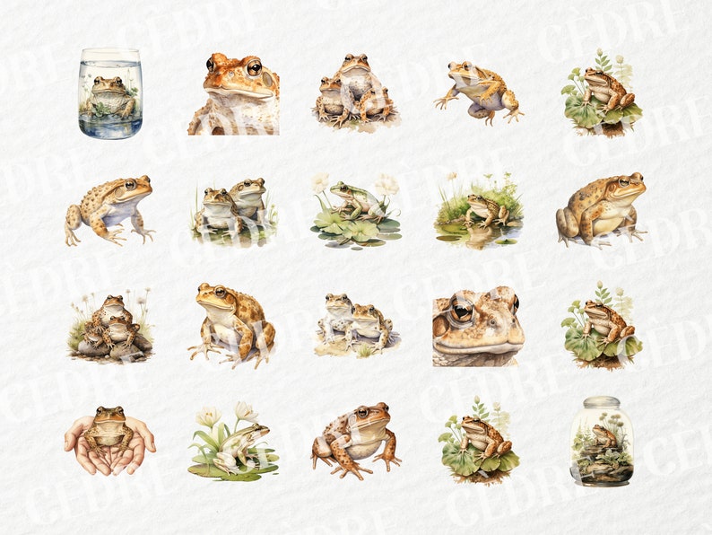 Watercolor Toad Clipart, Swan Toads Clipart, Amphibian Animal ...