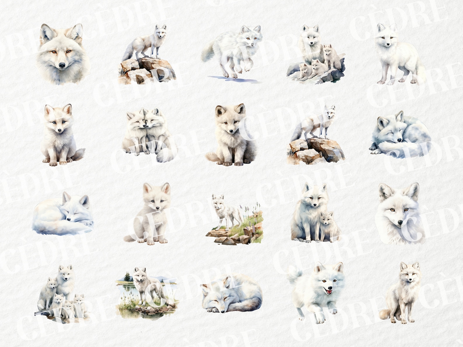 Watercolor Arctic Fox Clipart, Arctic Foxes Clipart, White Fox Clipart ...