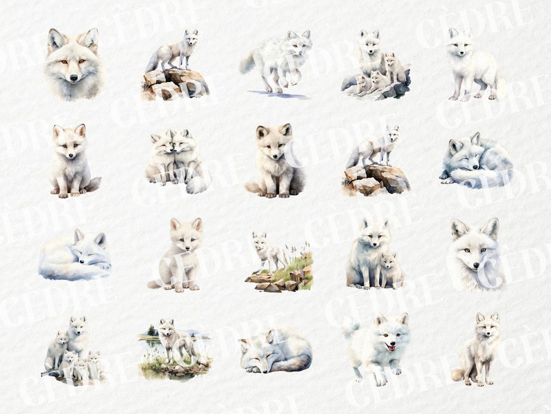 Watercolor Arctic Fox Clipart, Arctic Foxes Clipart, White Fox Clipart ...