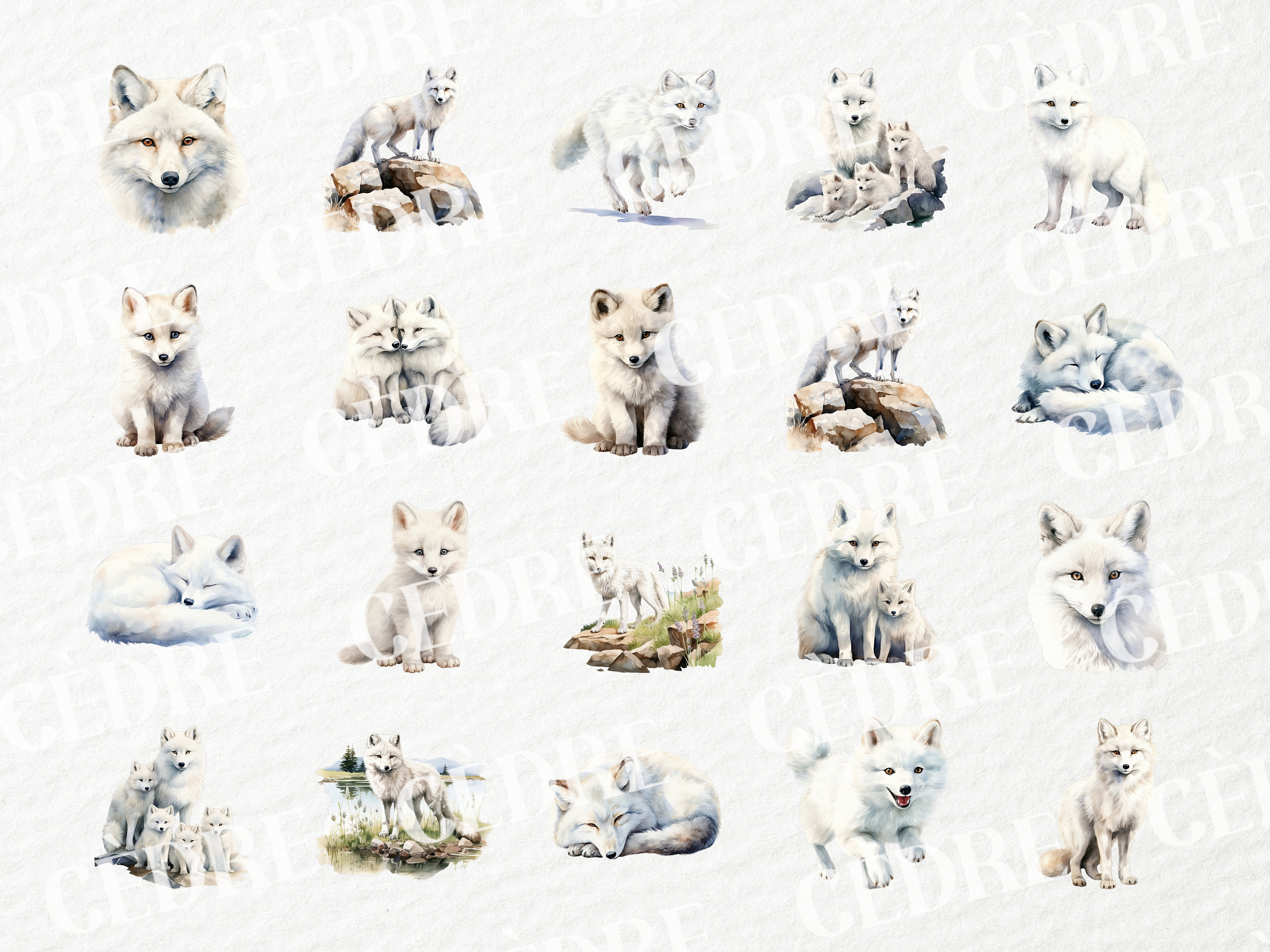 Watercolor Arctic Fox Clipart, Arctic Foxes Clipart, White Fox Clipart ...