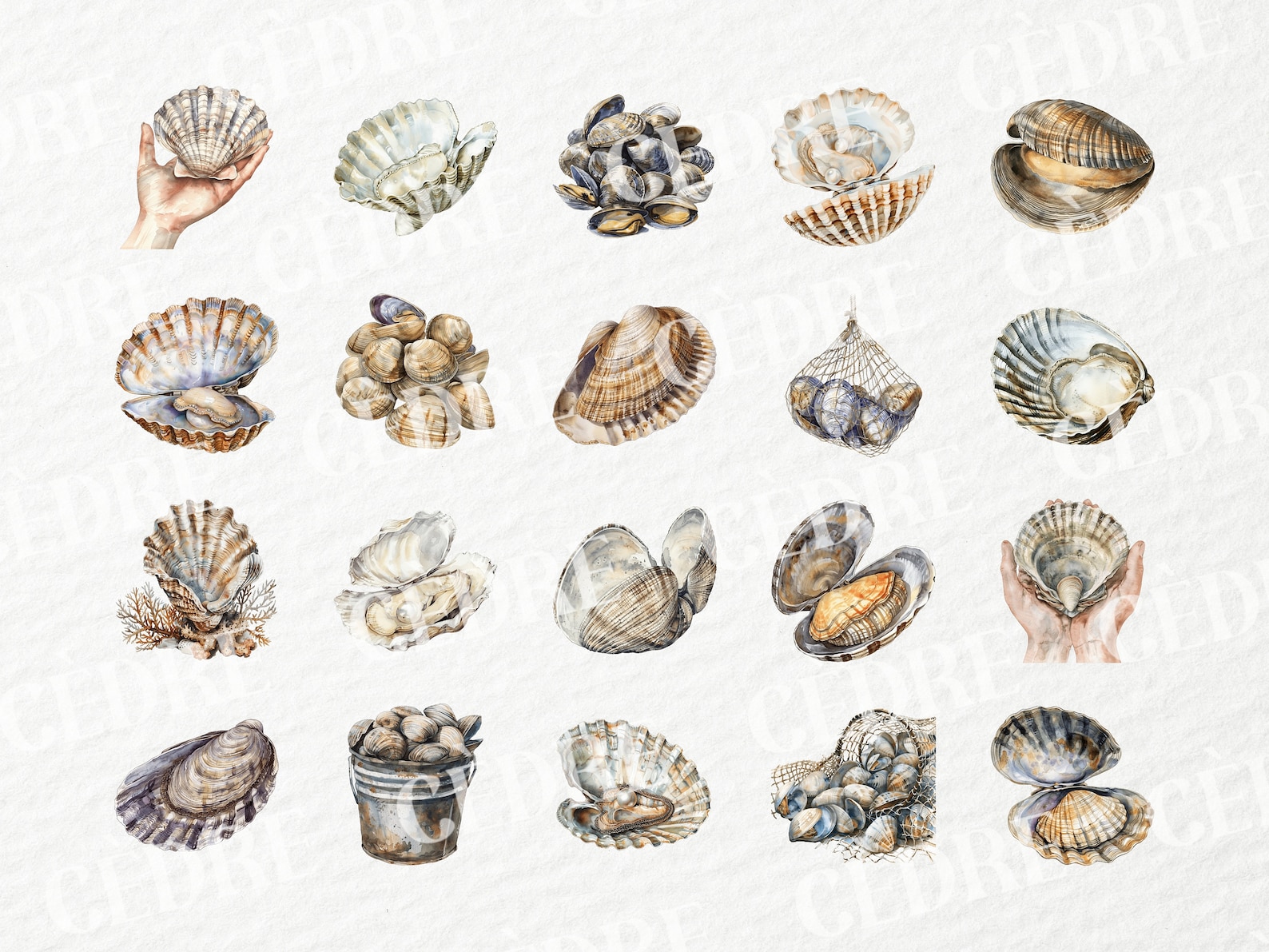 Watercolor Clam Clipart, Mollusk Clams Clipart, Pearl Seashell Clipart ...