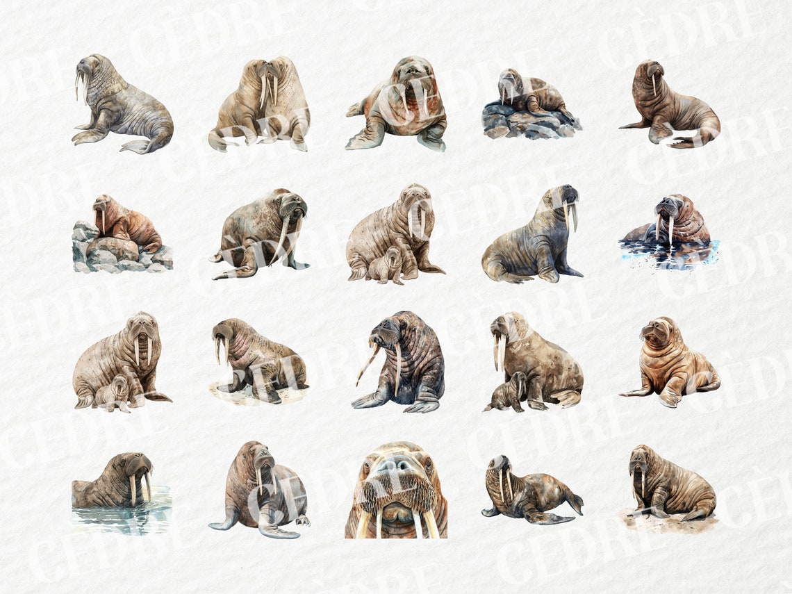 Watercolor Walrus Clipart, Walruses Clipart, Arctic Animals Clipart ...