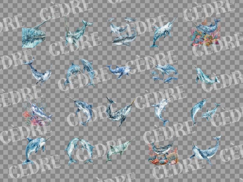 Watercolor Narwhal Clipart, Toothed Whale Clipart, Marine Mammals ...