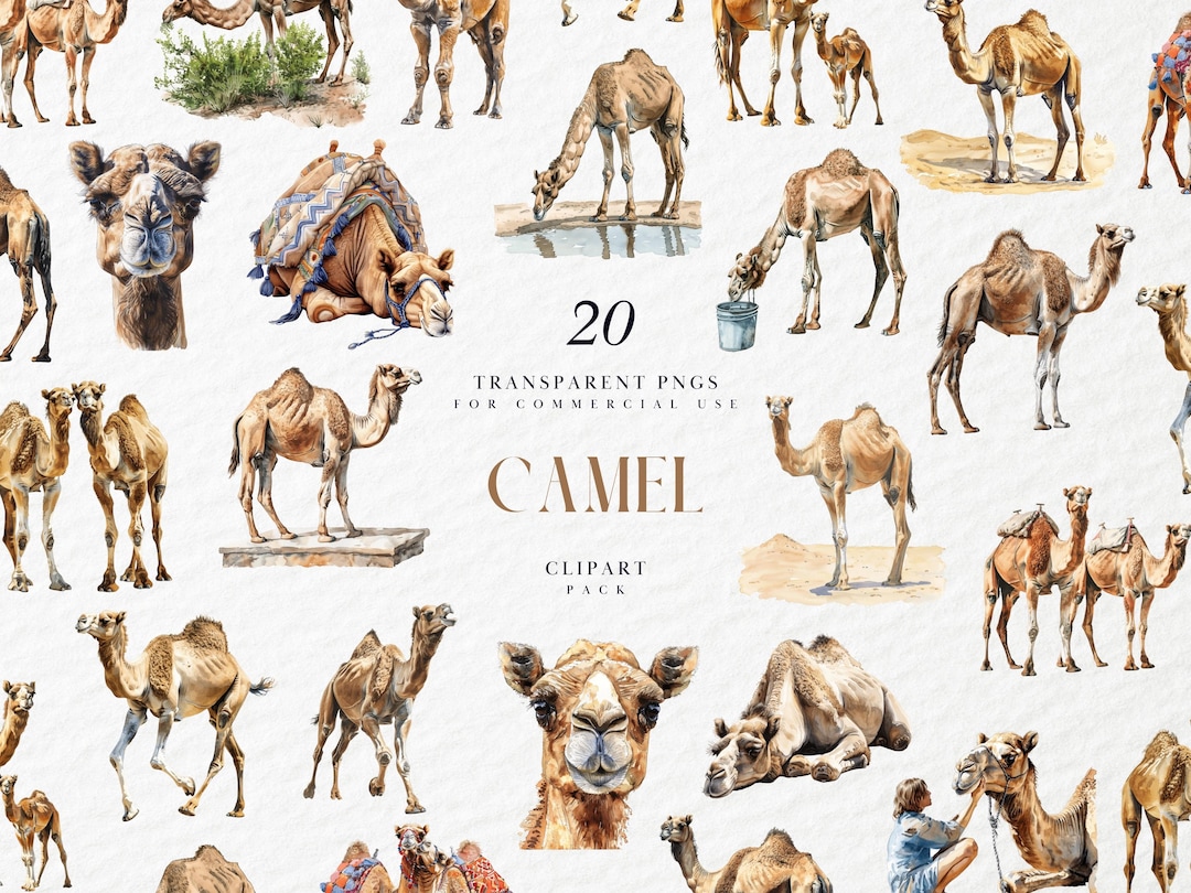 Watercolor Camel Clipart, Dromedary, Arabian Camels, Sahara Desert ...