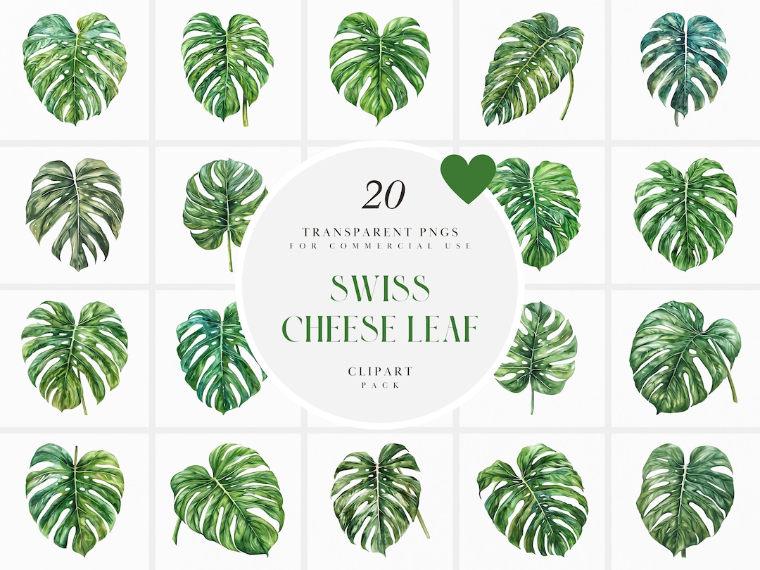 Watercolor Swiss Cheese Leaf Clipart, Swiss Leaves Clipart, Jungle Leaf ...