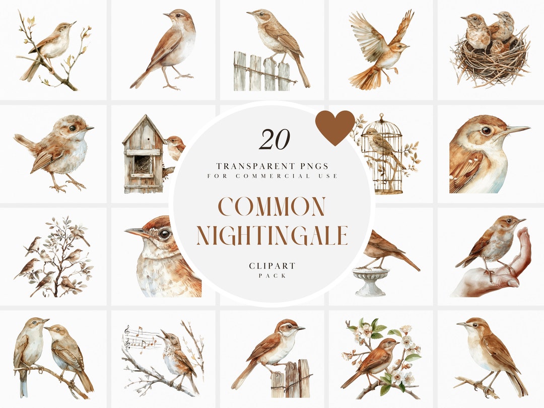 Watercolor Common Nightingale Clipart, Baby Nightingale Bird, Singing ...