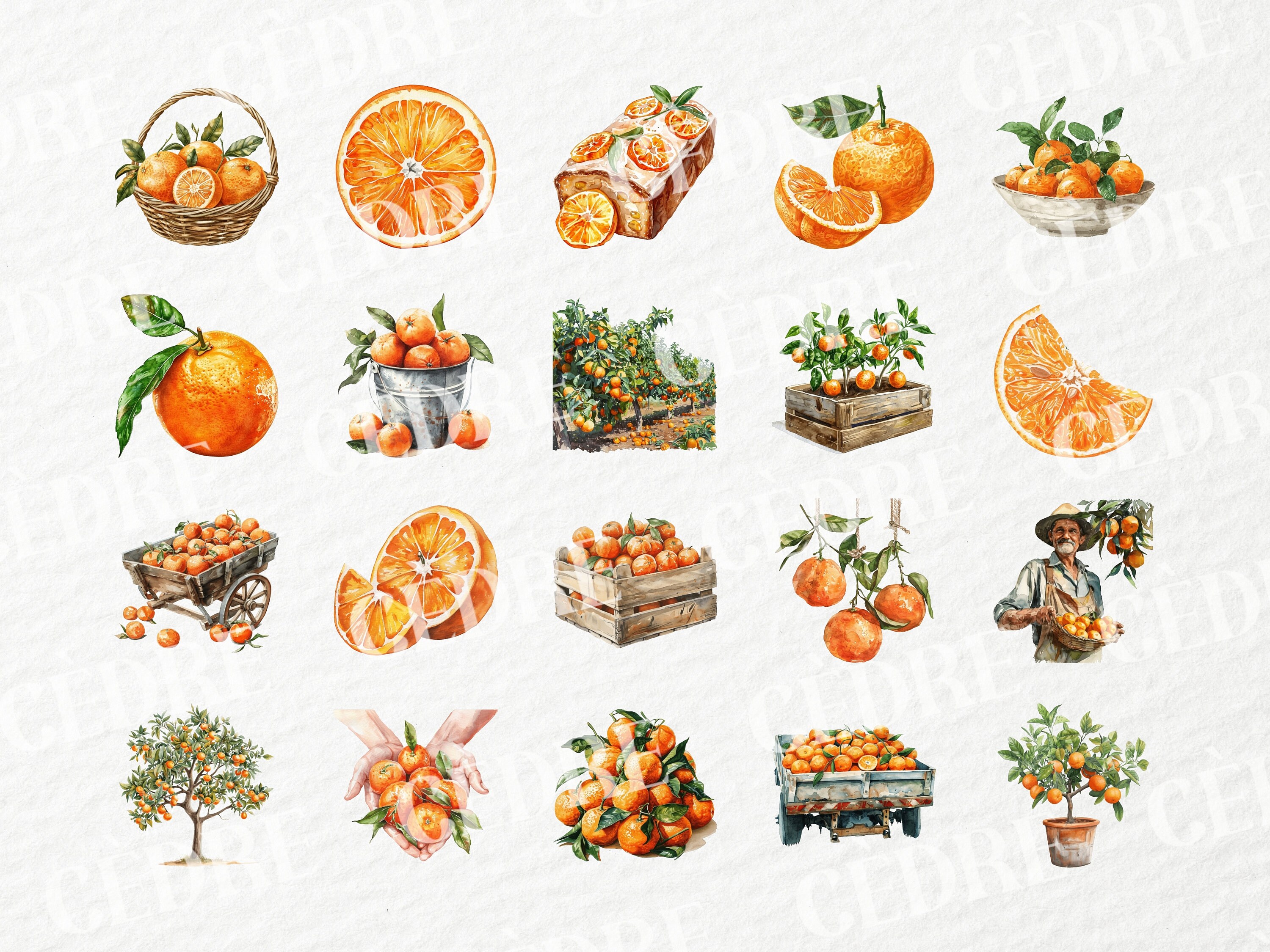 Watercolor Clementine Clipart, Citrus Fruit Clipart, Botanical Tangor ...
