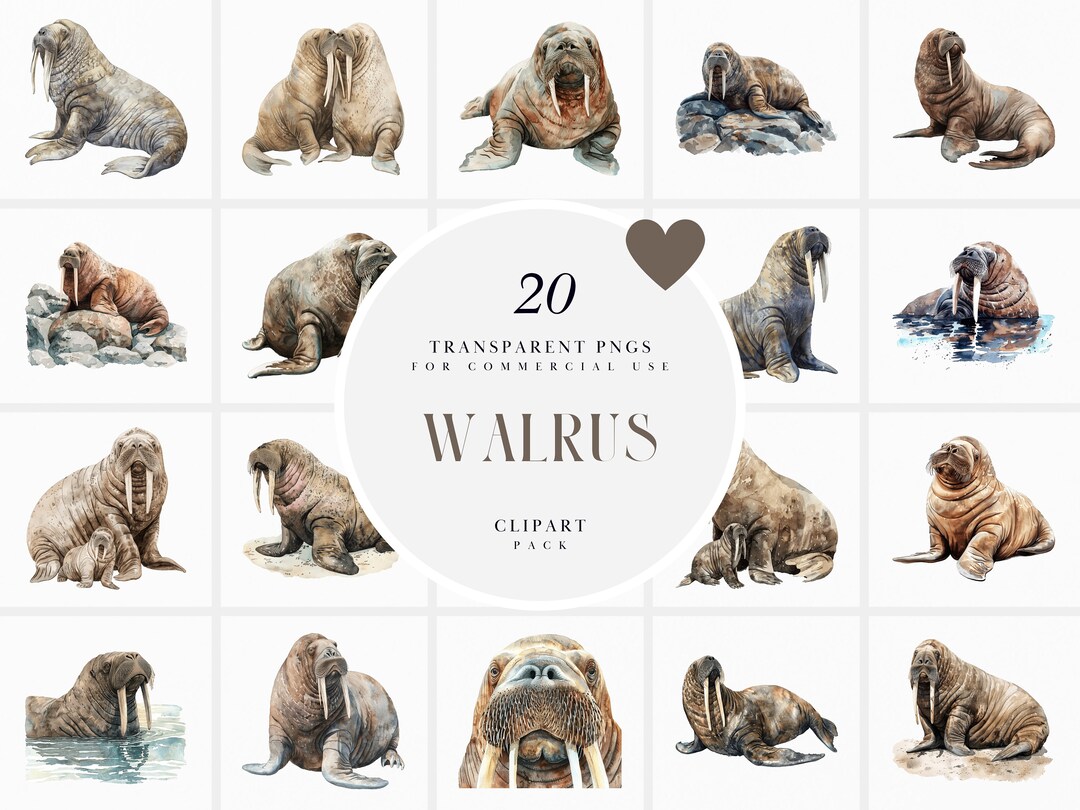 Watercolor Walrus Clipart, Walruses Clipart, Arctic Animals Clipart ...