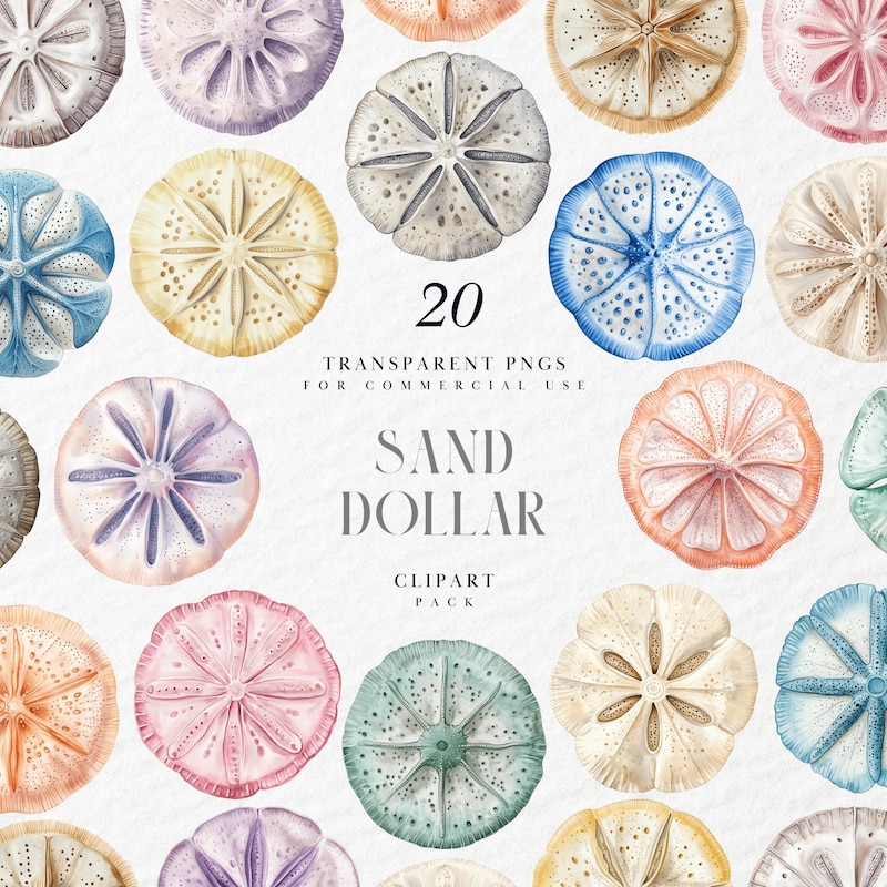 Sand Dollar Clip Art - Etsy