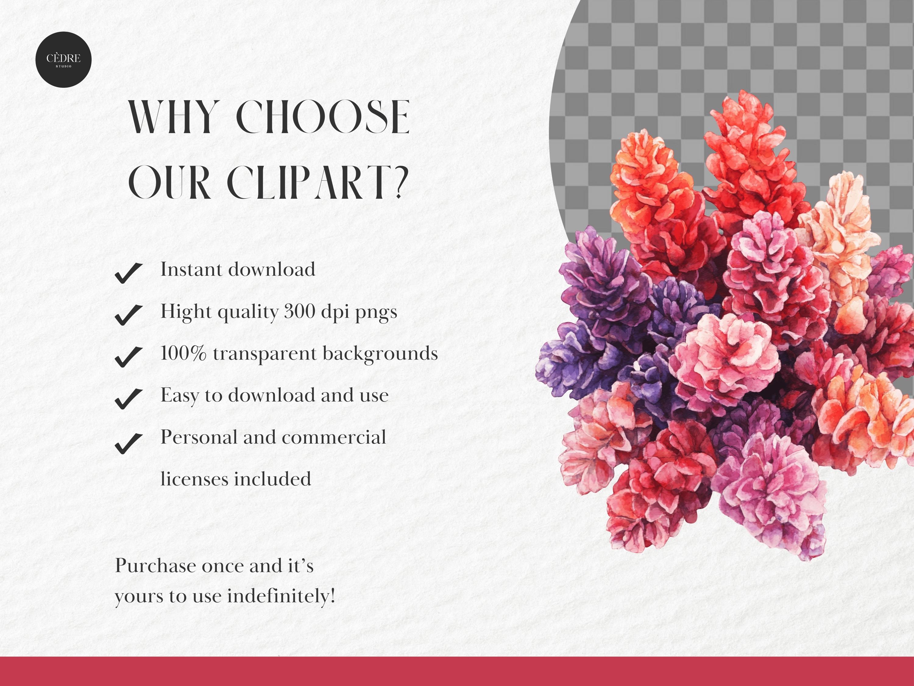 Watercolor Cockscomb Flowers Clipart, Celosia Botanical Bloom Garden ...