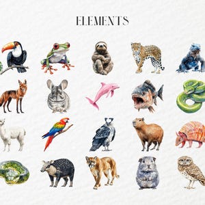 Watercolor South American Wildlife Clipart, Exotic Jungle Animals ...