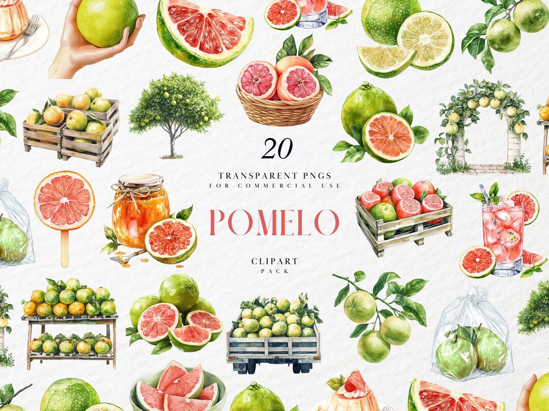 Watercolor Pomelo Clipart, Tropical Citrus Fruit Art, Juicy Summer ...