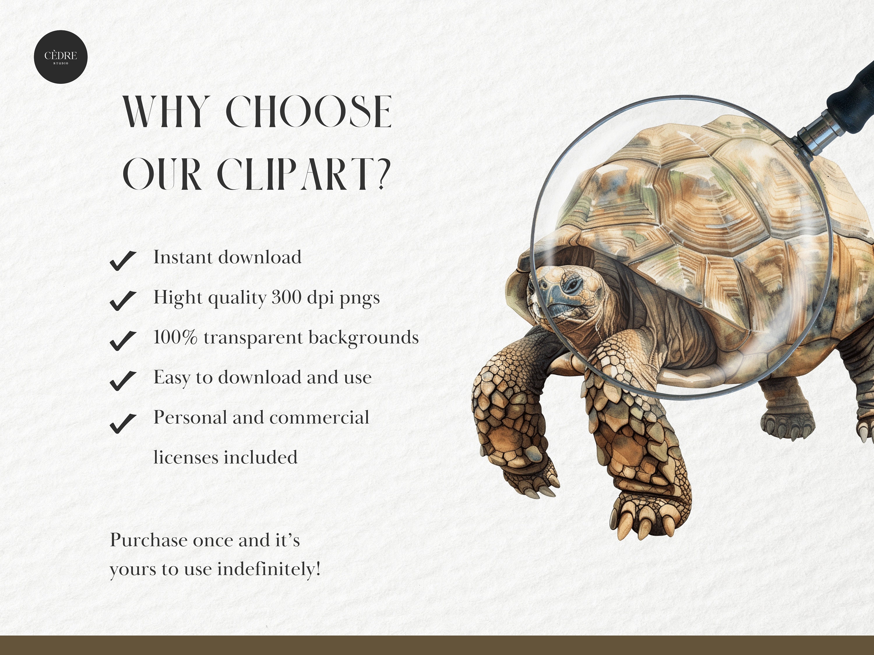 Watercolor Tortoise Clipart, Realistic Reptile Tortoises, Pet, Leopard ...