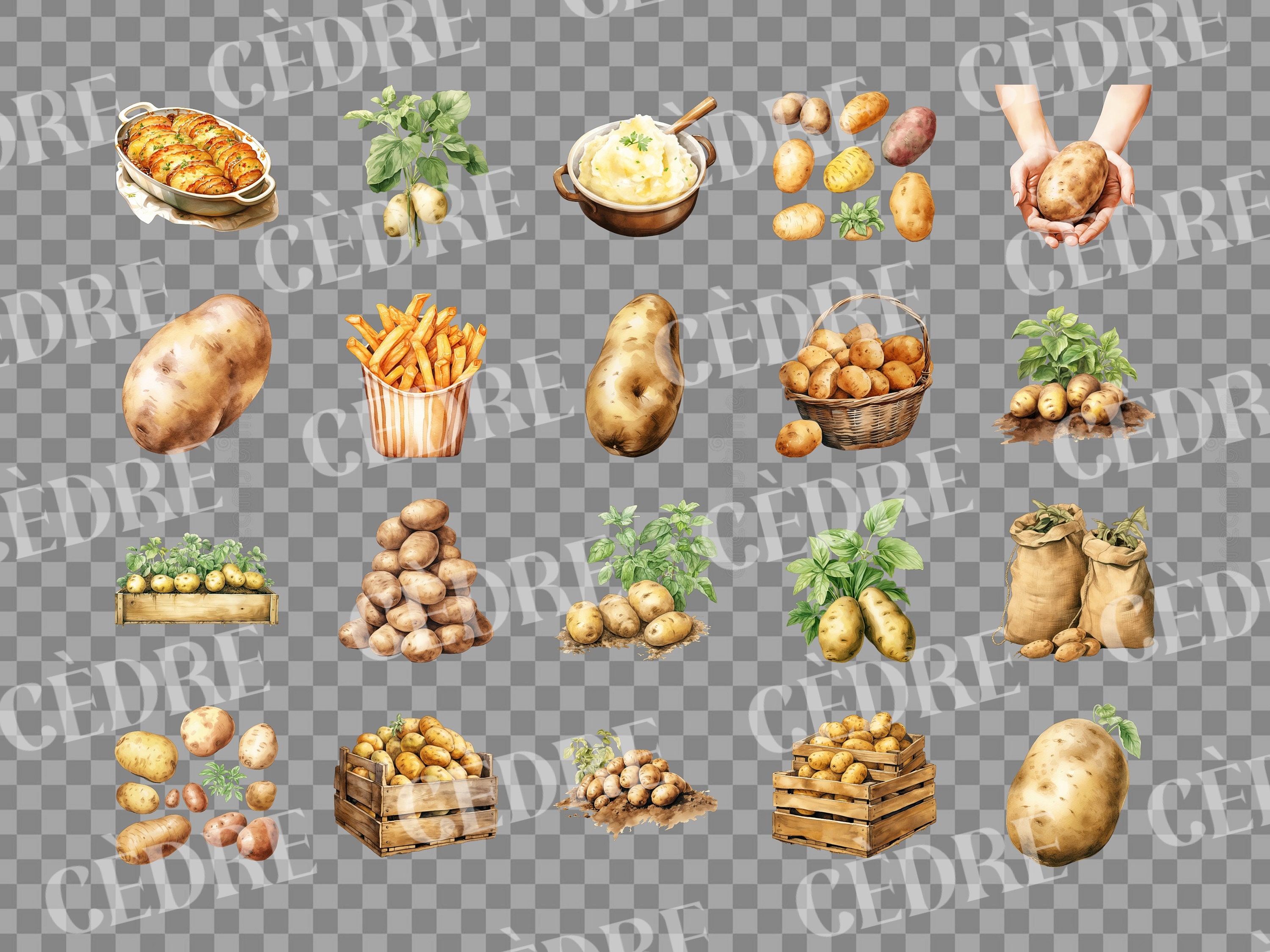 Watercolor Potato Clipart, Potatoes Clipart, Root Vegetable Clipart ...