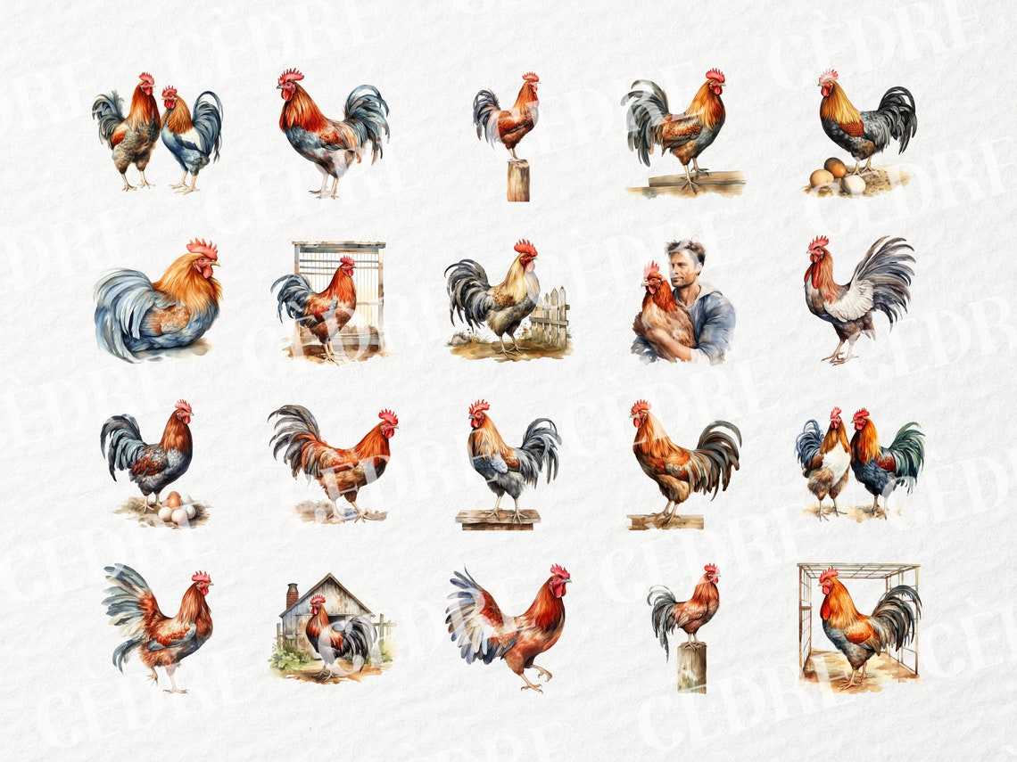 Watercolor Rooster Clipart, Common Chicken Clipart, Farm Life Roosters ...