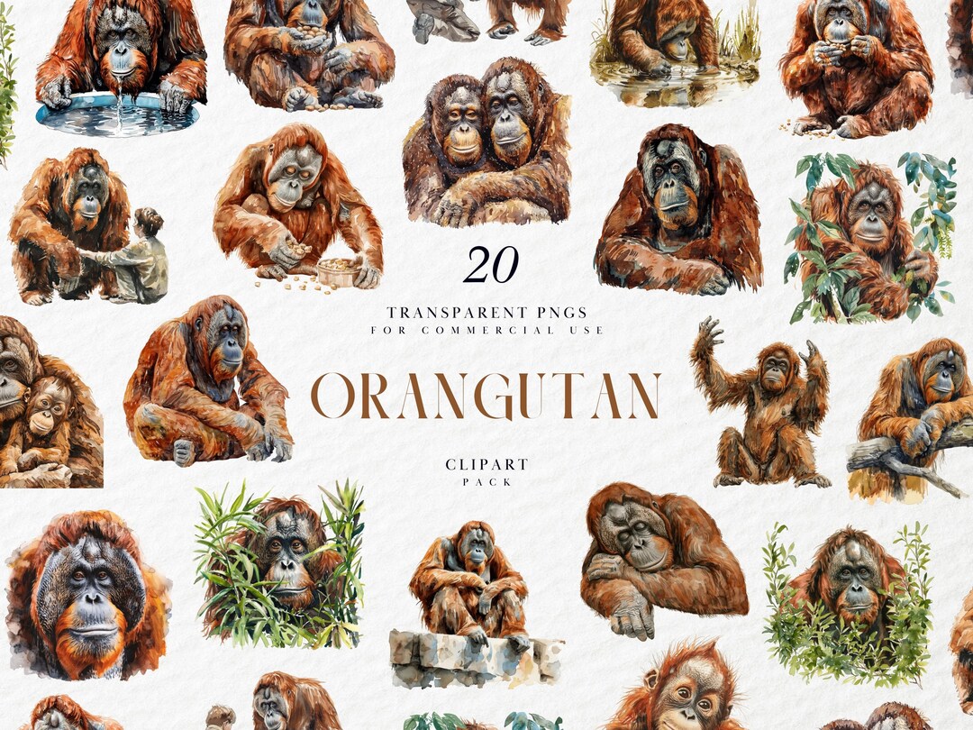 Watercolor Orangutan Clipart, Great Apes, Mammals, Pongo, Tropical ...