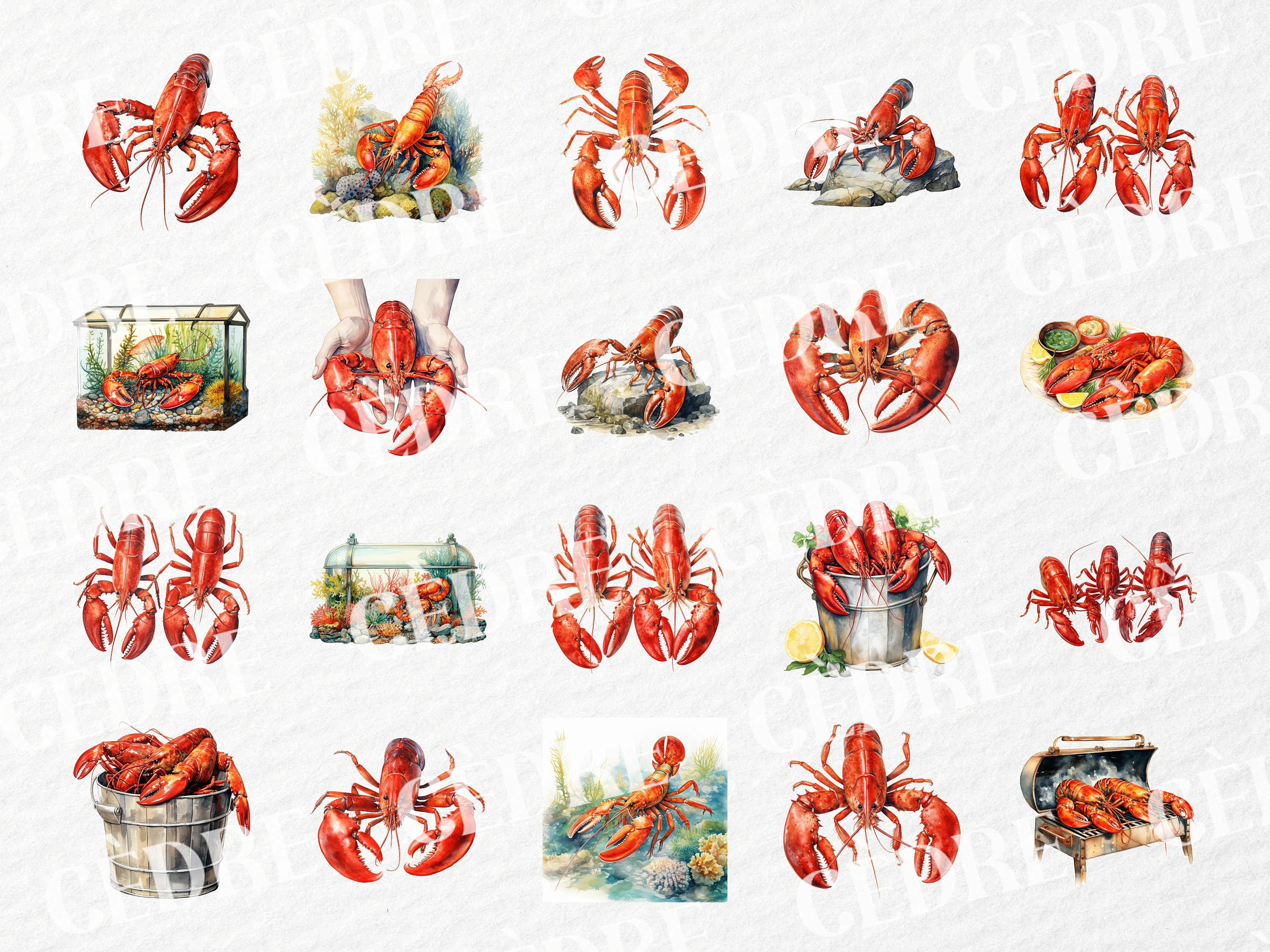 Watercolor Lobster Clipart, Sea Life Lobsters Clipart, Under the Sea ...