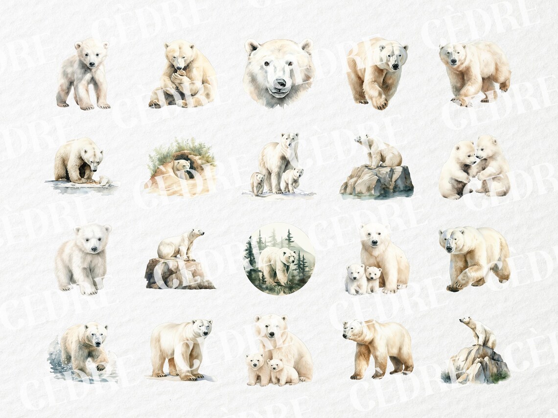 Watercolor Polar Bear Clipart, White Polar Bears Clipart, Realistic ...