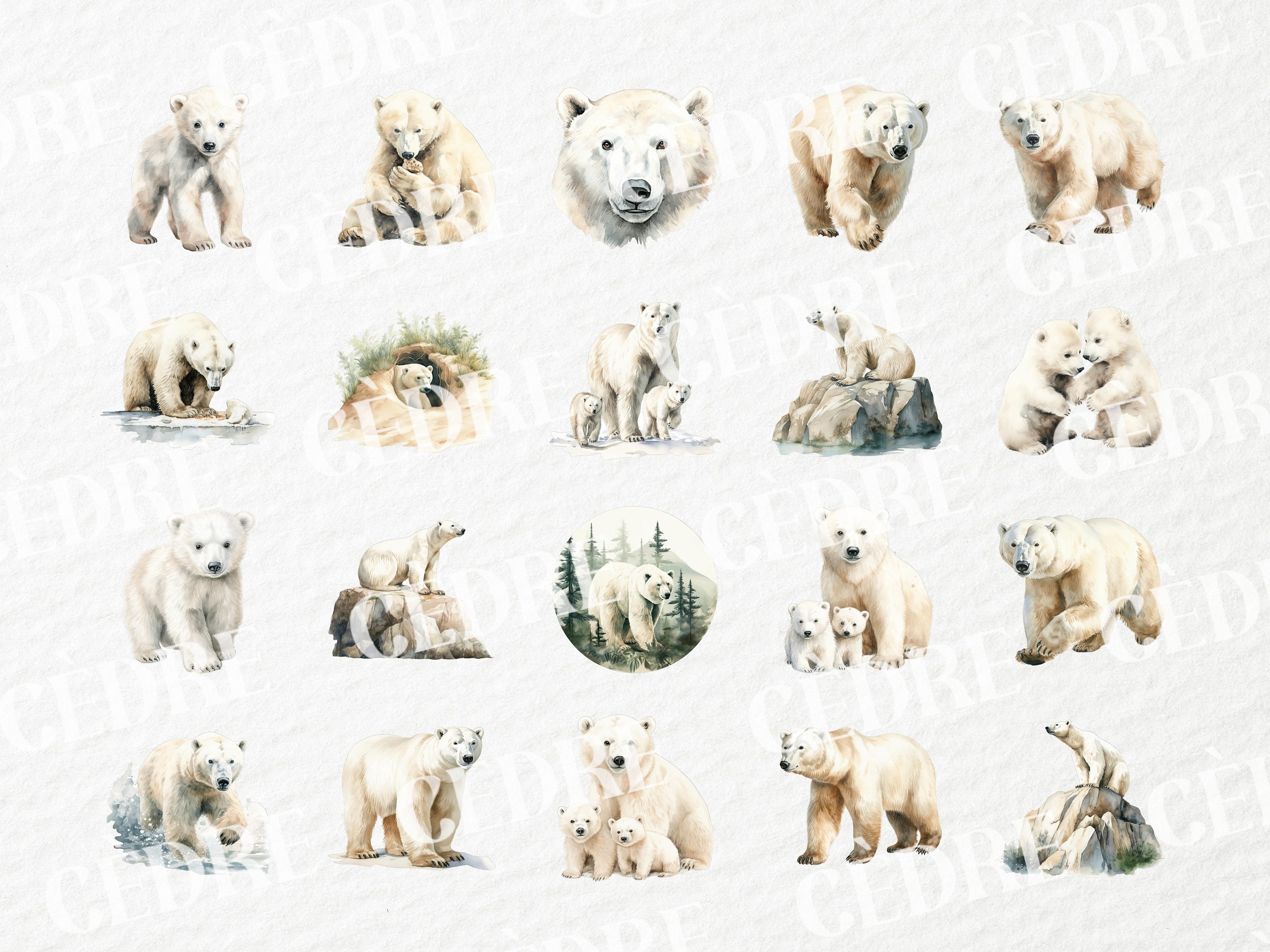 Watercolor Polar Bear Clipart, White Polar Bears Clipart, Realistic ...