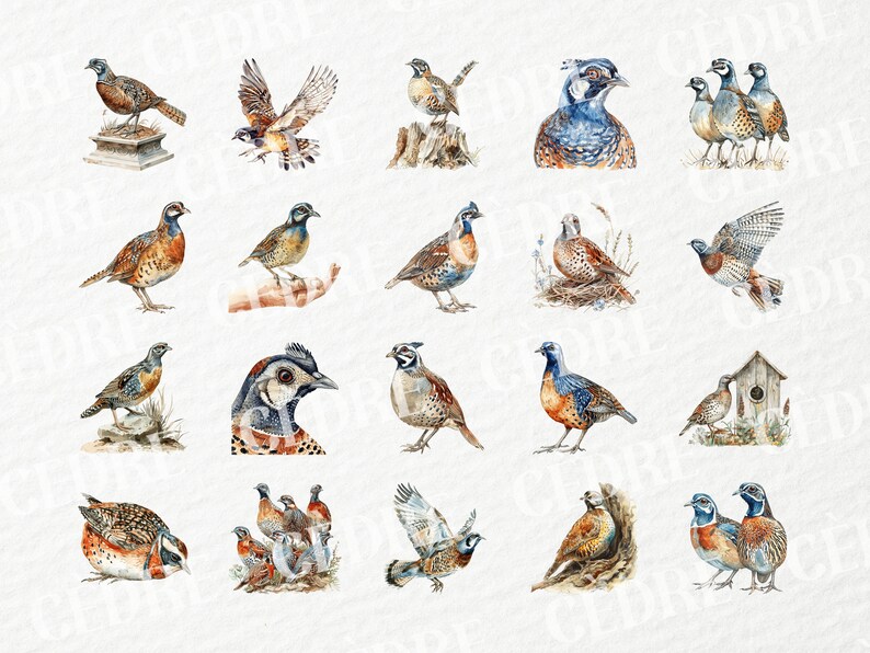 Watercolor Common Quail Clipart, Quail Bird Clipart, Baby Quail, Farm ...
