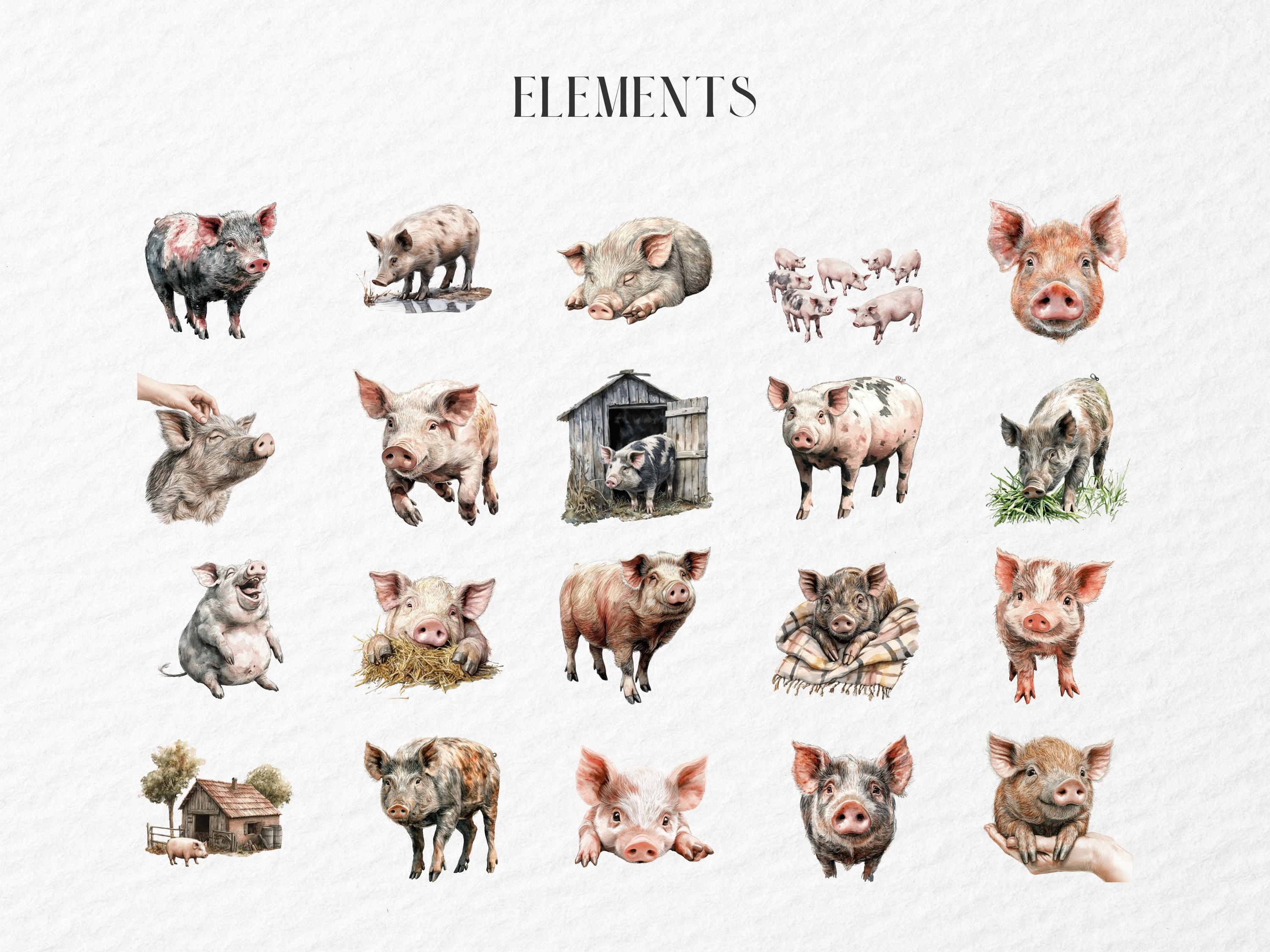 Watercolor Hog Clipart, Realistic Wild Boar Forest Illustration ...