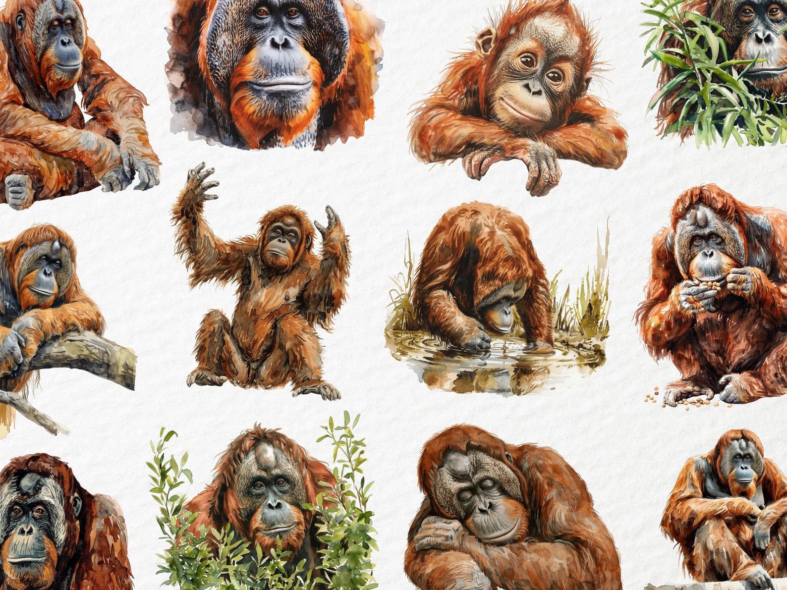 Watercolor Orangutan Clipart, Great Apes, Mammals, Pongo, Tropical ...
