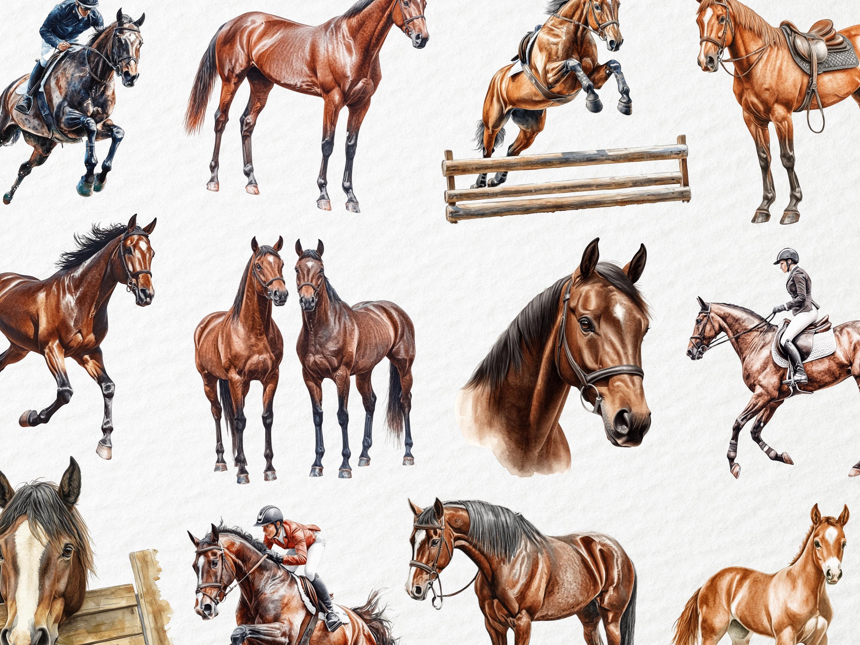 Watercolor Thoroughbred Horse Clipart, Horseback Riding, Pony, Shire ...