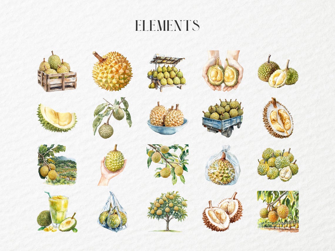 Watercolor Durian Clipart, Tropical Exotic Market Fruit Illustration ...