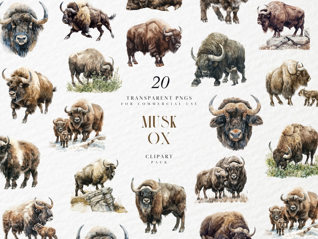 Watercolor Musk Ox Clipart, Oxen, Buffalo, Bison, Arctic Wildlife ...