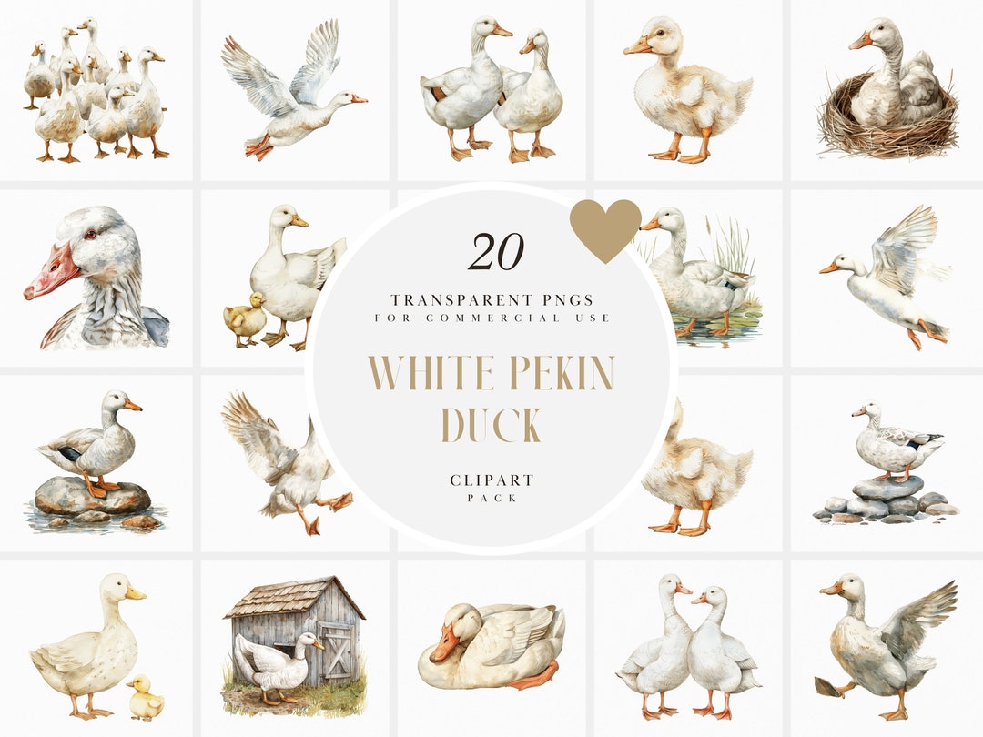 Watercolor White Pekin Duck Clipart, Cute Ducks Chick, Educational Kids ...