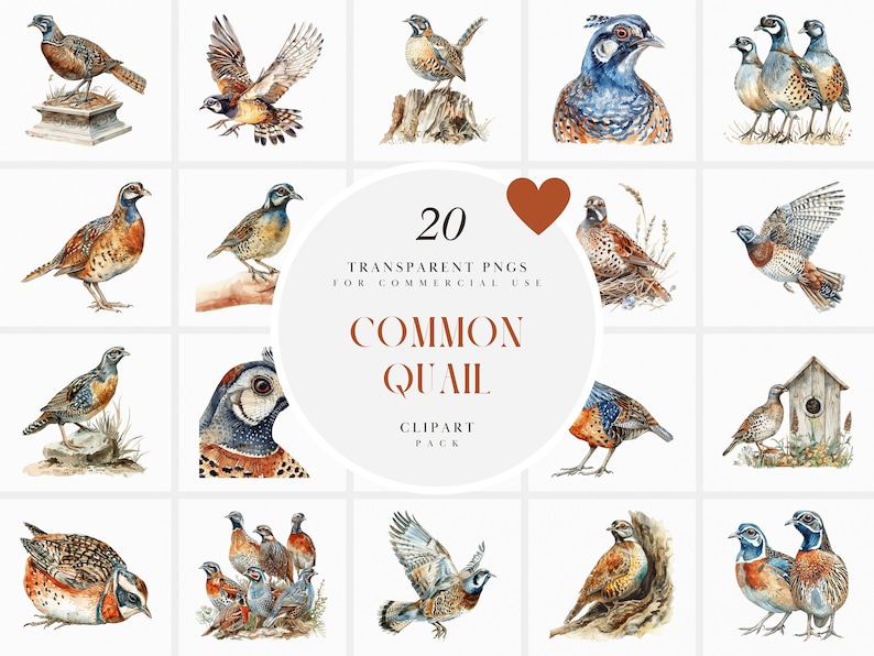 Watercolor Common Quail Clipart, Quail Bird Clipart, Baby Quail, Farm ...