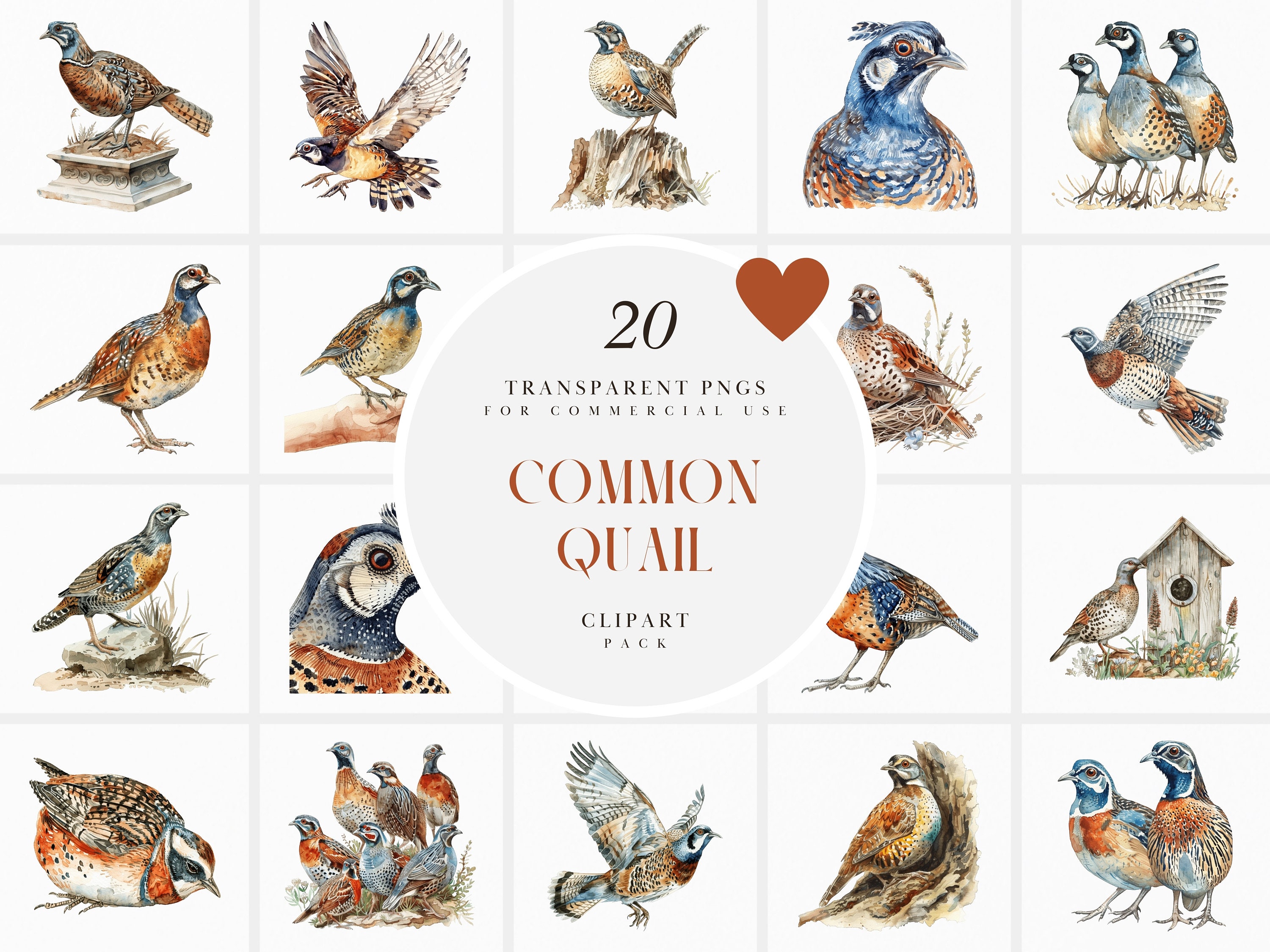 Watercolor Common Quail Clipart, Quail Bird Clipart, Baby Quail, Farm ...