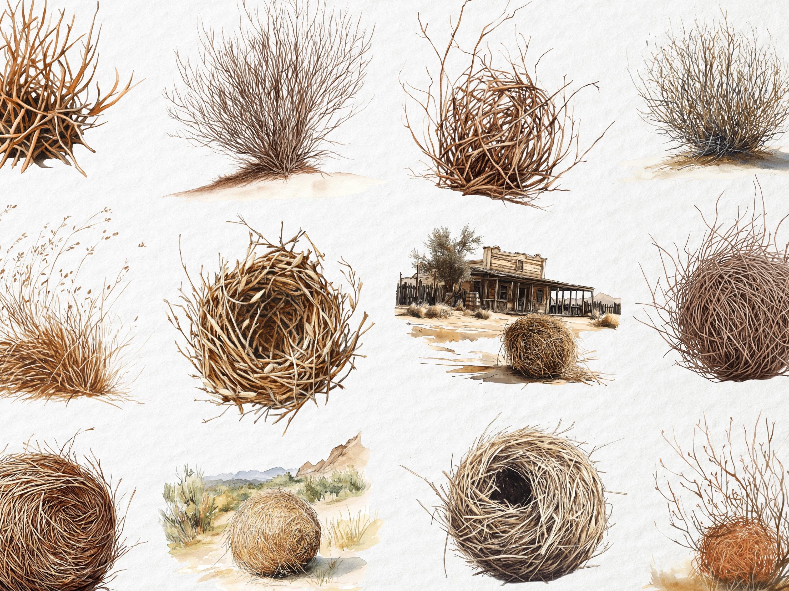 Watercolor Tumbleweed Clipart, Rustic Wild West Plant, Dry Bush for ...