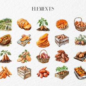 Watercolor Sweet Potato Clipart, Sweet Orange Potatoes, Root Vegetable ...